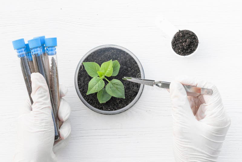 Samples of soil stock photo. Image of agricultural, laboratory - 182642684