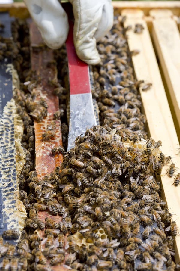 Colony of Honey Bees stock image. Image of scraped, close - 120425399