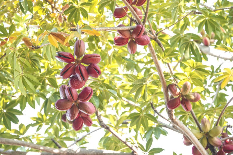 Poom Tree Stock Photos - Free & Royalty-Free Stock Photos from Dreamstime