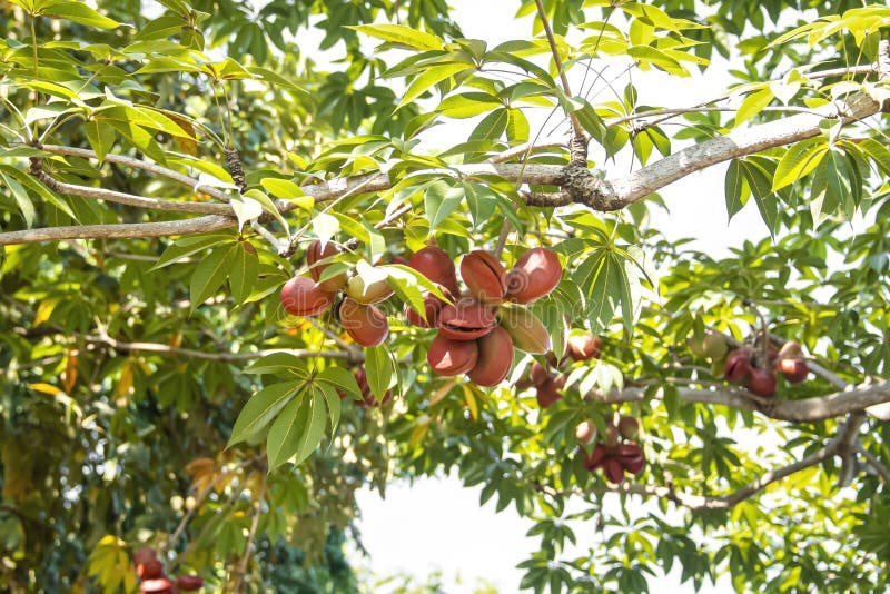Poon tree stock photo. Image of plant, fresh, agriculture - 241002736