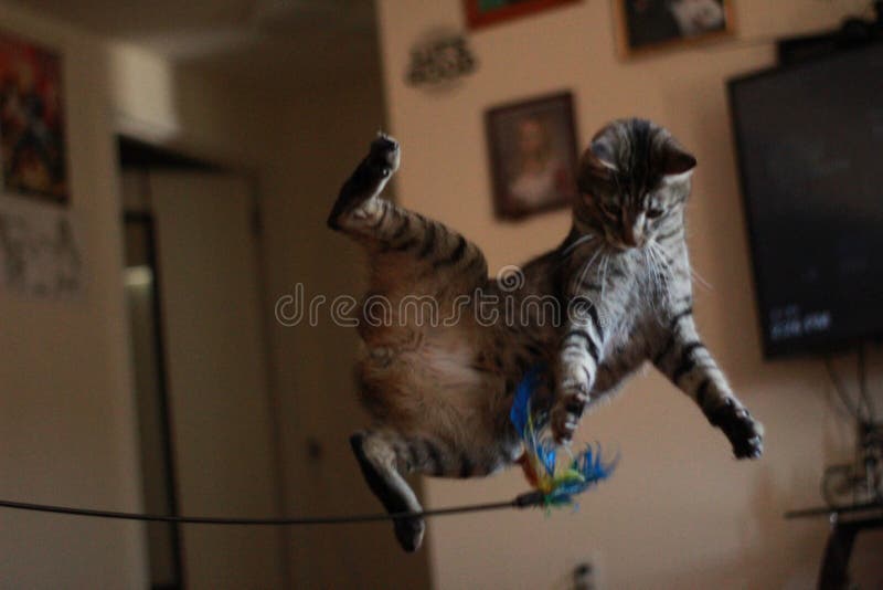 Samson stock image. Image of funny, animal, jump, samson - 119289903