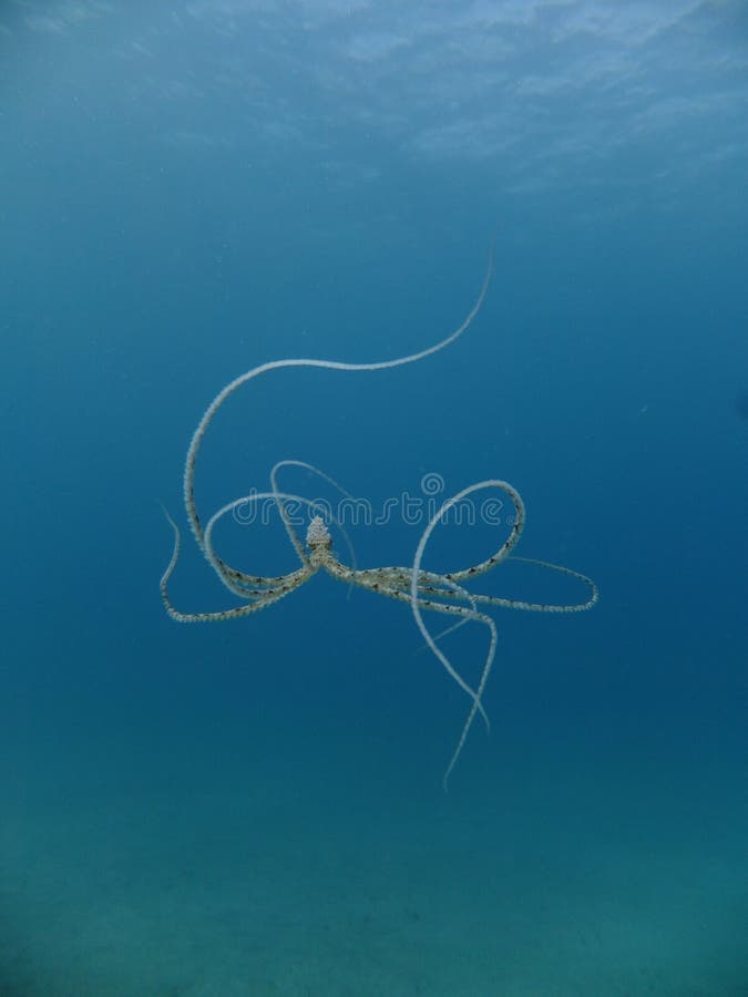 Alantic Longarm Octopus stock image. Image of school - 52635579