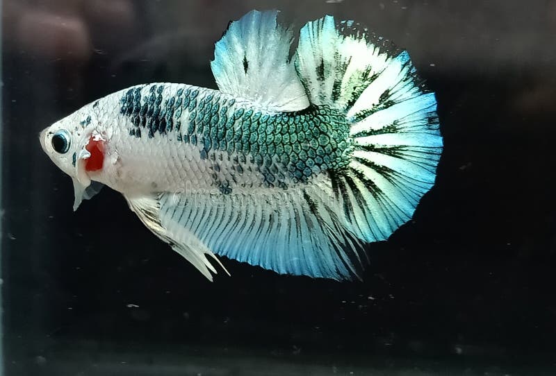 Samurai Type Ornamental Betta Fish Stock Photo - Image of invertebrate ...