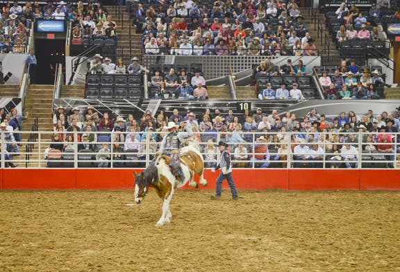 San Antonio Rodeo foto de archivo editorial. Imagen de vacas - 38089903