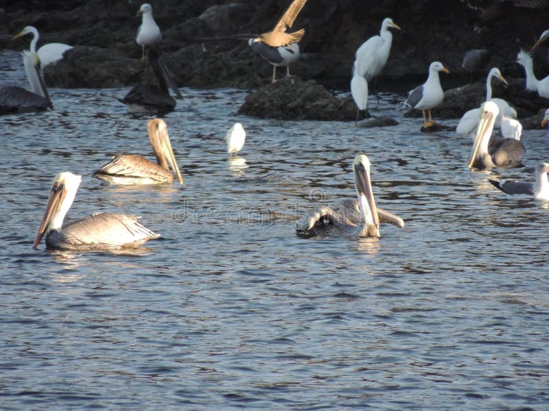 Wildlife at San Carlos, Mexico. Stock Image - Image of sonora, spot ...