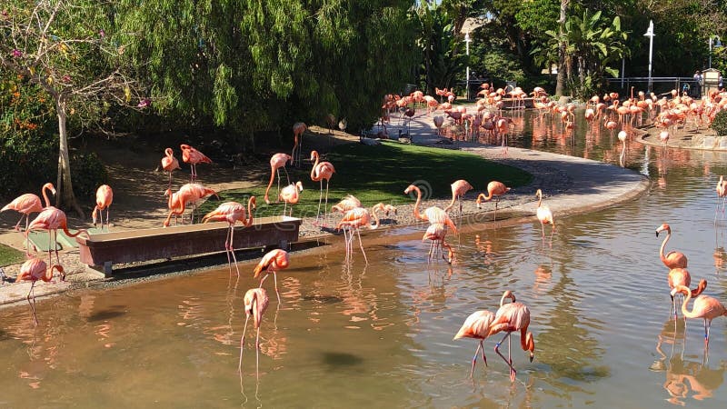 Group of Flamingos Gathering Near the Water in San Diego, California ...