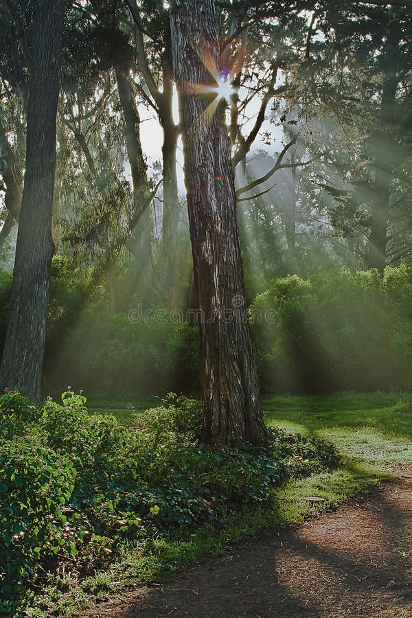 San Francisco Golden Gate Park Spring 2019 Stock Image - Image of blue ...