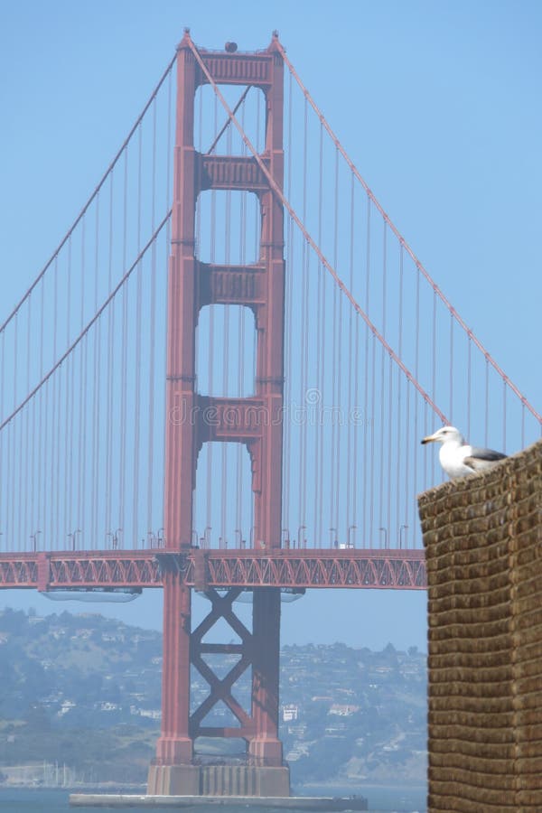 San Francisco. a Lovely View of Golden Gate Bridge with a Bird. from ...