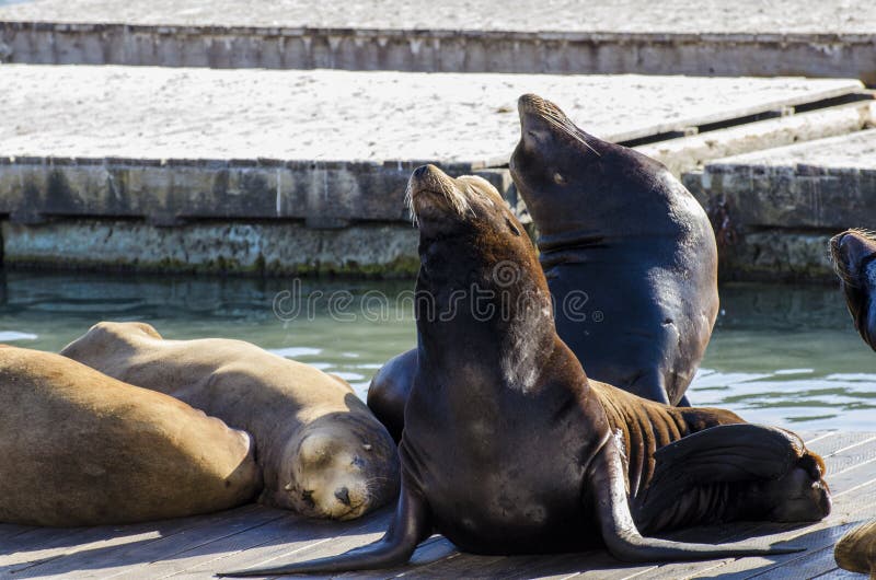 San Francisco s seals stock photo. Image of water, aquatic - 36955562