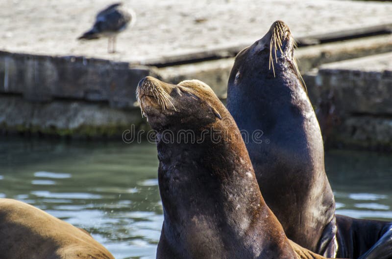 San Francisco s seals stock photo. Image of francisco - 36955630