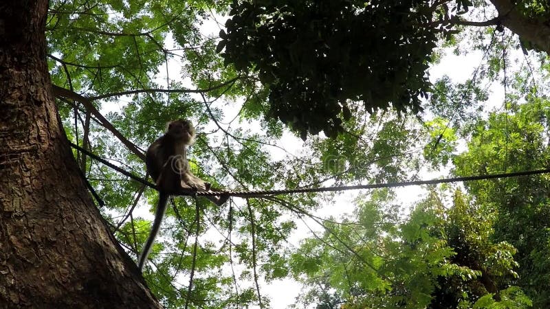 Small Captive Monkey Chained on the Tree Stock Footage - Video of ...