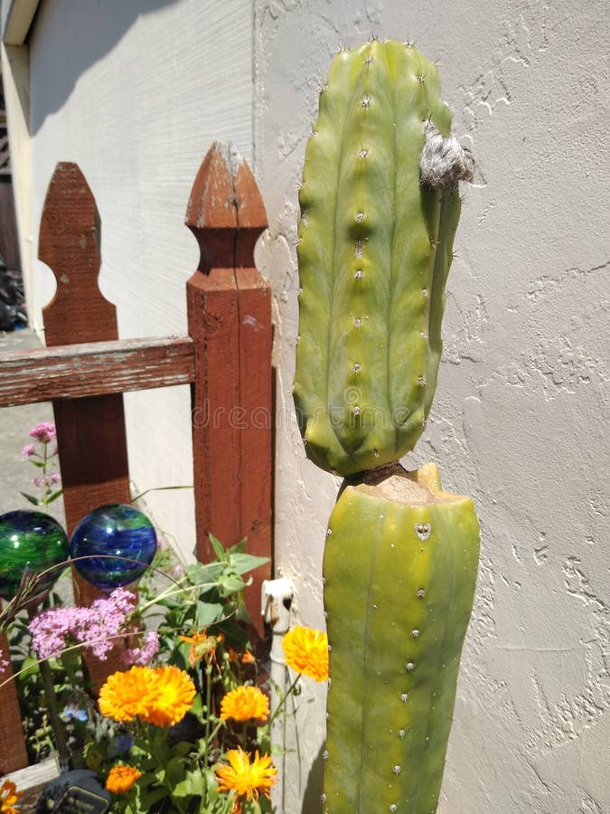 Mescalito Stock Photos - Free & Royalty-Free Stock Photos from Dreamstime