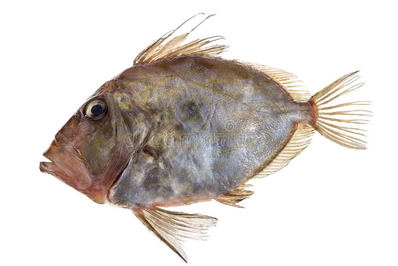 St Pierre Fish Fillet cru foto de stock. Imagem de marisco - 152386106