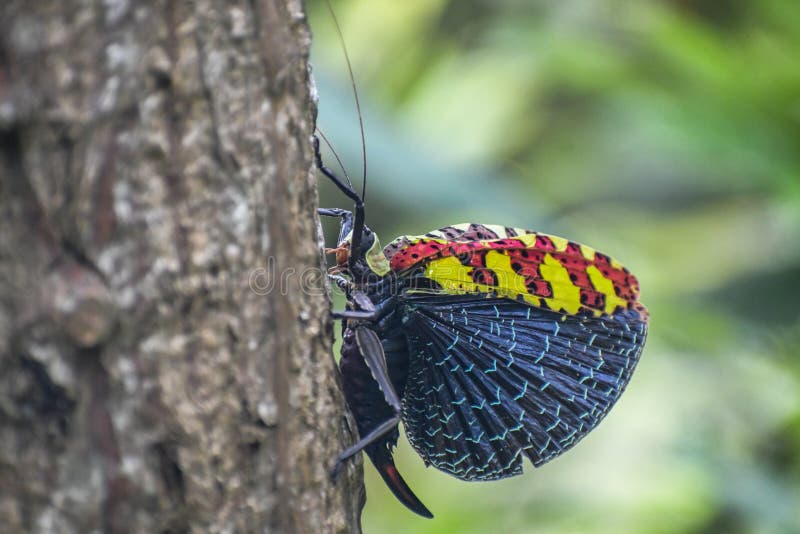 Cymatomerini Stock Photos - Free & Royalty-Free Stock Photos from ...