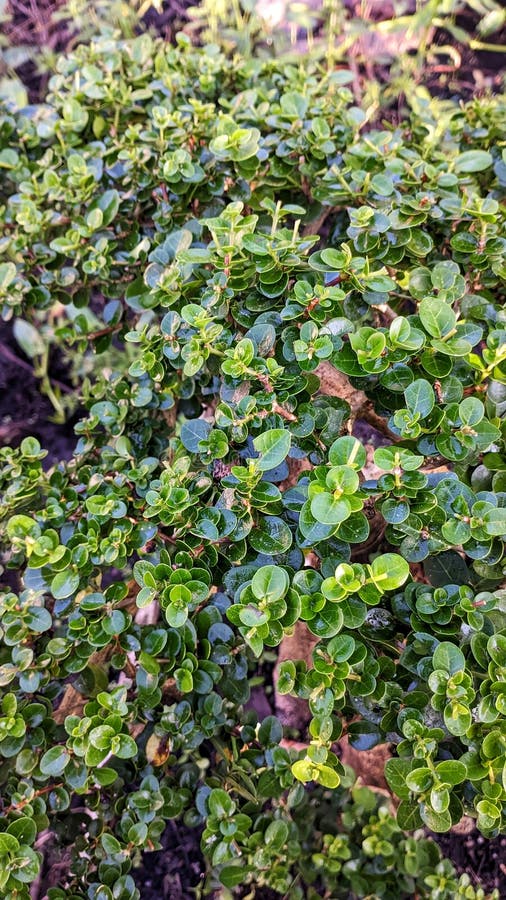 Sancang Bonsai Tree Stock Photos - Free & Royalty-Free Stock Photos ...