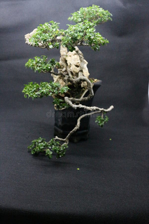 Premna Microphyla Stock Photos - Free & Royalty-Free Stock Photos from ...