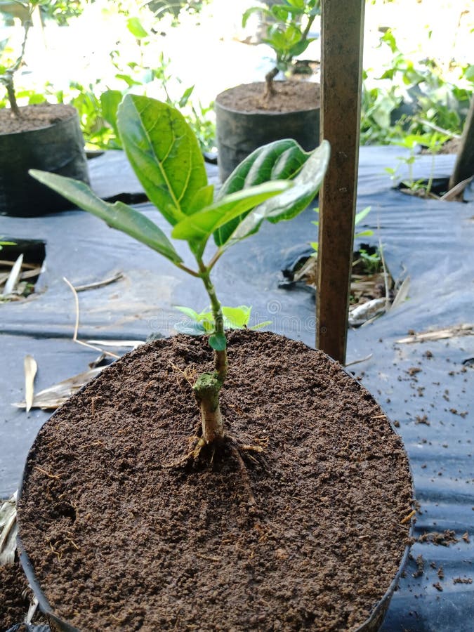 Sancang Bonsai Trees Stock Photos - Free & Royalty-Free Stock Photos ...