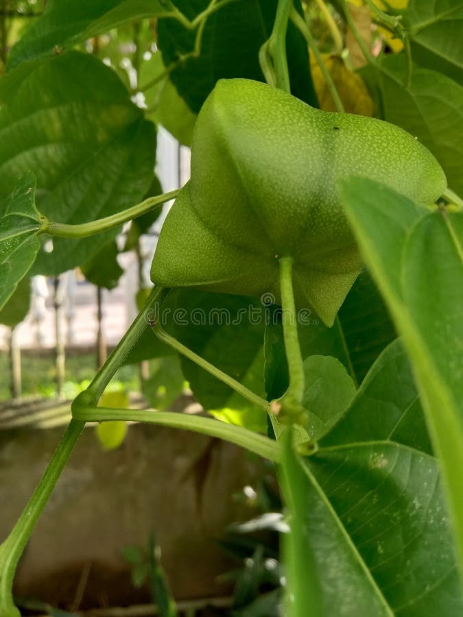 Sancha inchi fruit stock image. Image of fruit, insect - 266756693