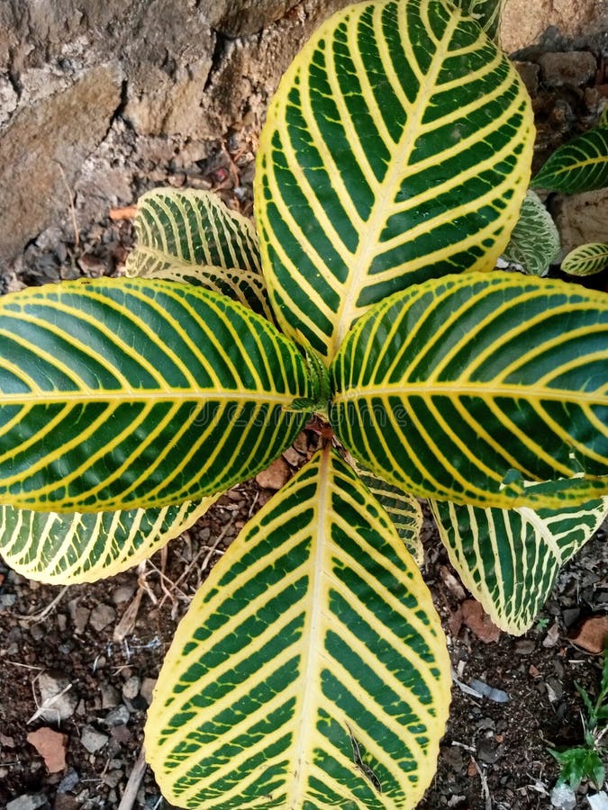Sanchezia Leaves Zebra Plant Sanchezia Speciosa Stock Photo - Image of ...