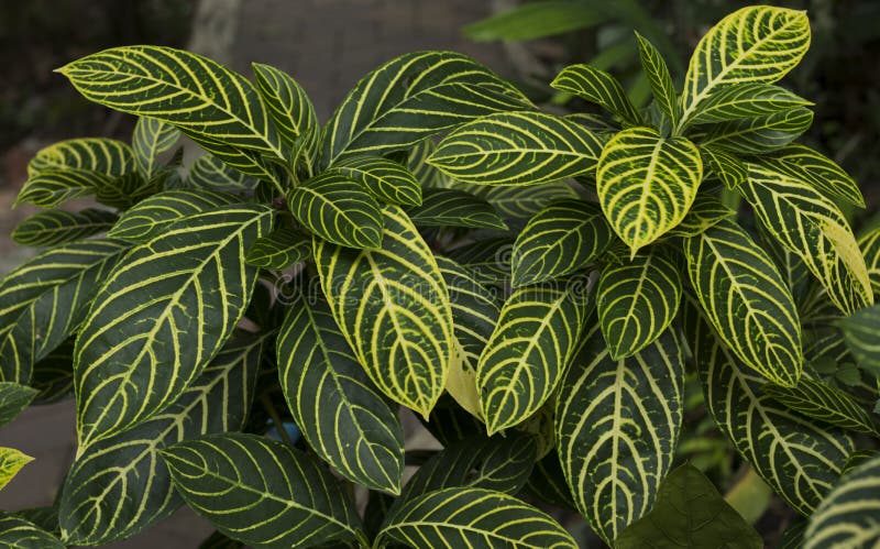 180 Sanchezia Speciosa Stock Photos - Free & Royalty-Free Stock Photos ...