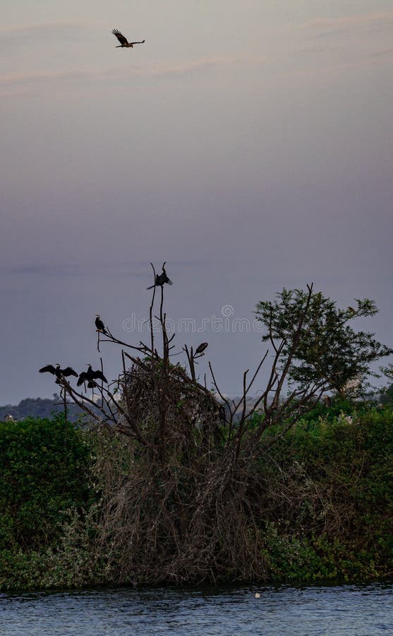 Sanctuary area birds stock photo. Image of area, flying - 197194430