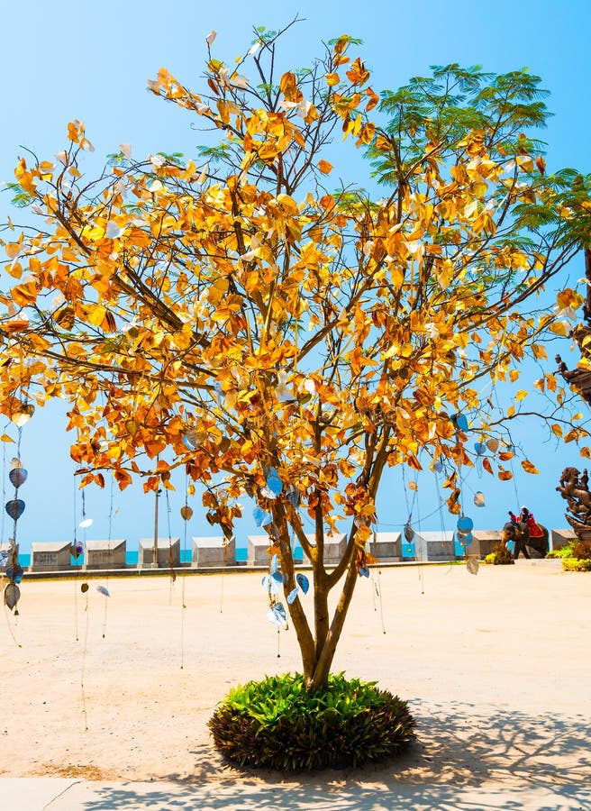 Budhi Tree Stock Photos - Free & Royalty-Free Stock Photos from Dreamstime