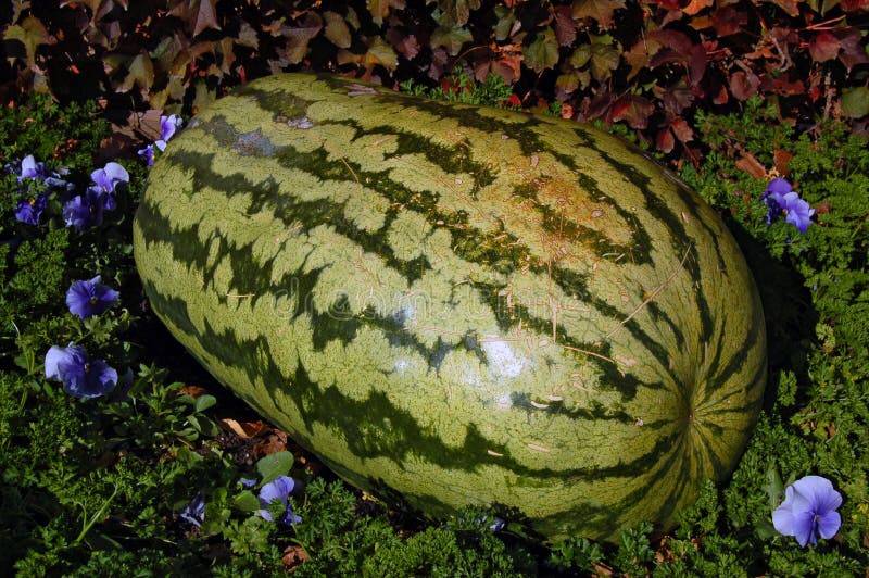 Sandía gigante imagen de archivo. Imagen de fresco, verde - 6389133