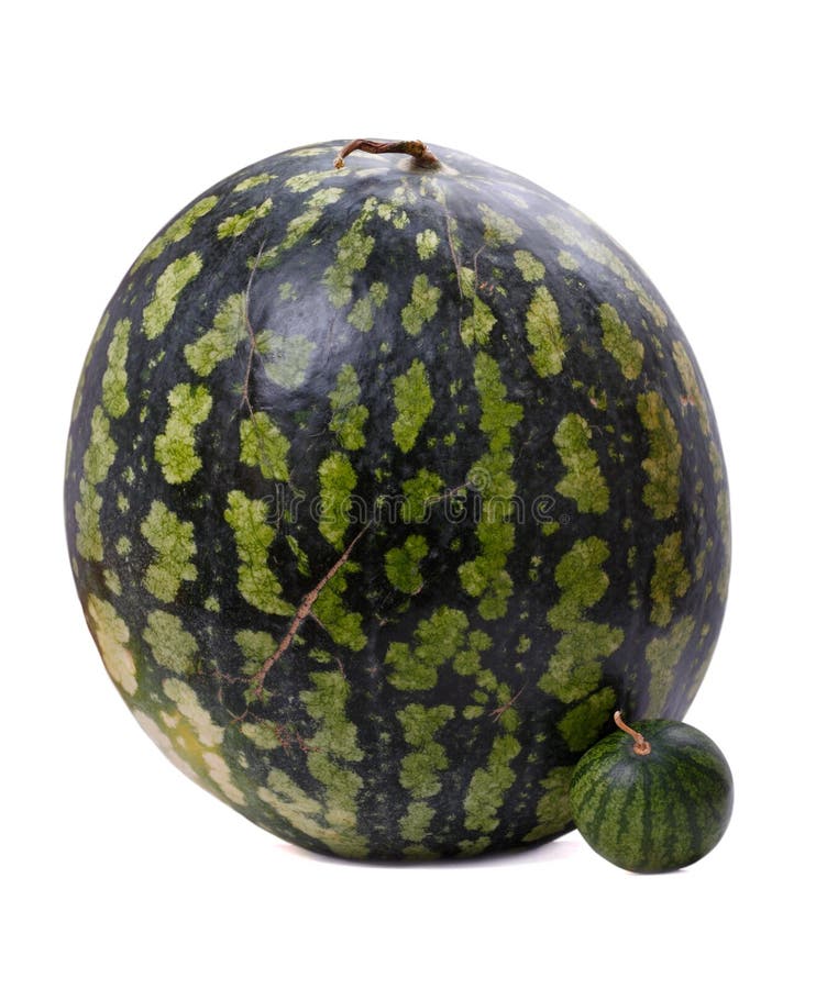 Sandía grande y pequeña foto de archivo. Imagen de alimento - 16294918