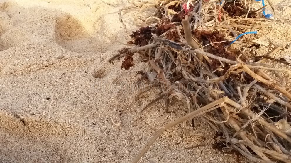Sand stock image. Image of sand, garbage, rubbish, coast - 144175253
