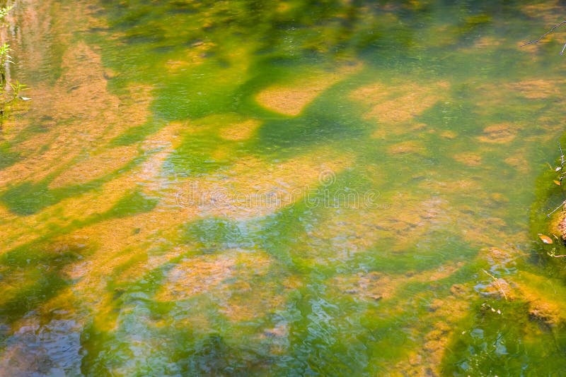 Sand and Algae at the Bottom of the River. Stock Image - Image of sand ...