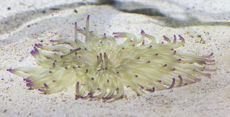 Giant Green Anemone And Sand Stock Image - Image of tidepool, marine ...