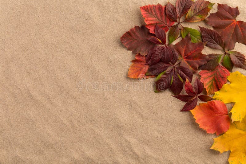 Sand Background with Autumn Leaves. Stock Image - Image of tree, grape ...