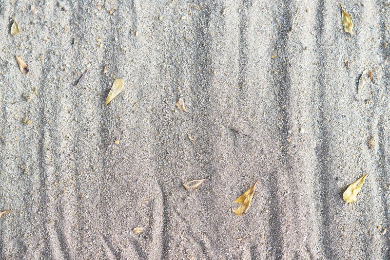 Sand Background Texture with Dry Fall Leaves ,rough Stock Image - Image ...