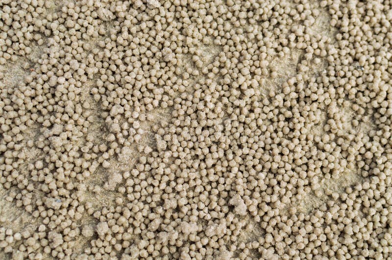 Sand ball on the beach stock image. Image of home, pattern - 96376547