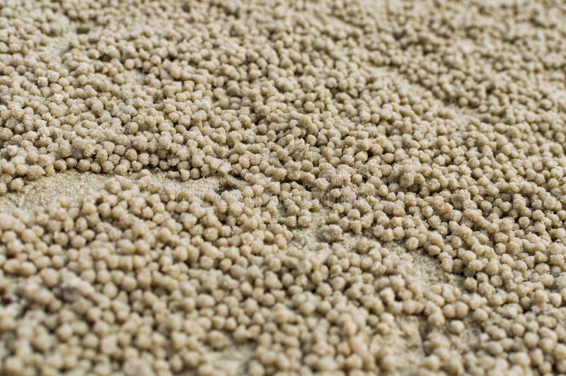 Sand ball on the beach stock image. Image of life, crab - 96557413