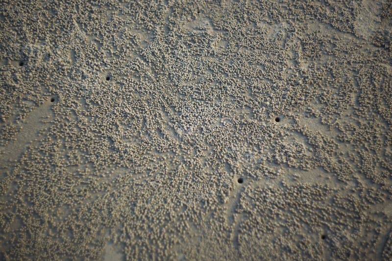 Sand Ball Made by Tiny Crab on Beach Background Stock Photo - Image of ...