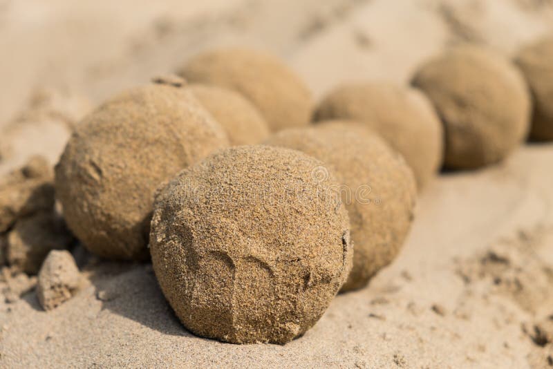Sand balls on the beach stock photo. Image of equipment - 135635926