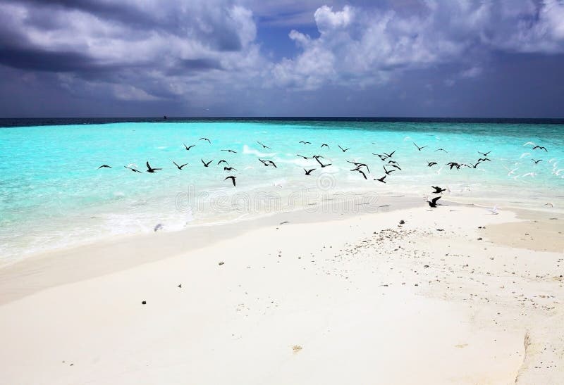 Sand bank stock photo. Image of nature, maldives, climate - 51397182