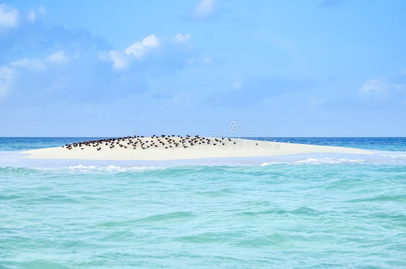 Sand Bank stock image. Image of lovely, birds, sand, amazing - 48840055