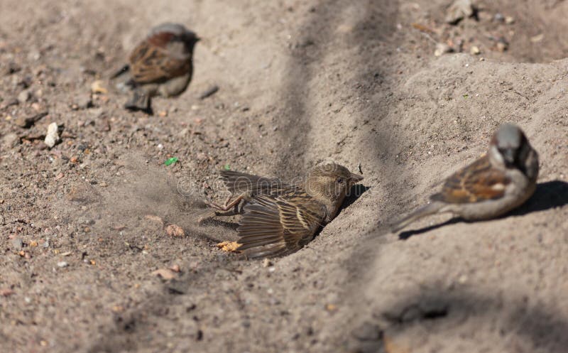 Sand bath stock photo. Image of sparrow, earth, flock - 19935246