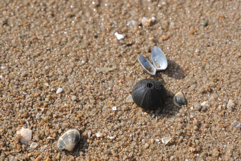 Sea Shells Blowing in the Wind Stock Photo - Image of periwinkle ...