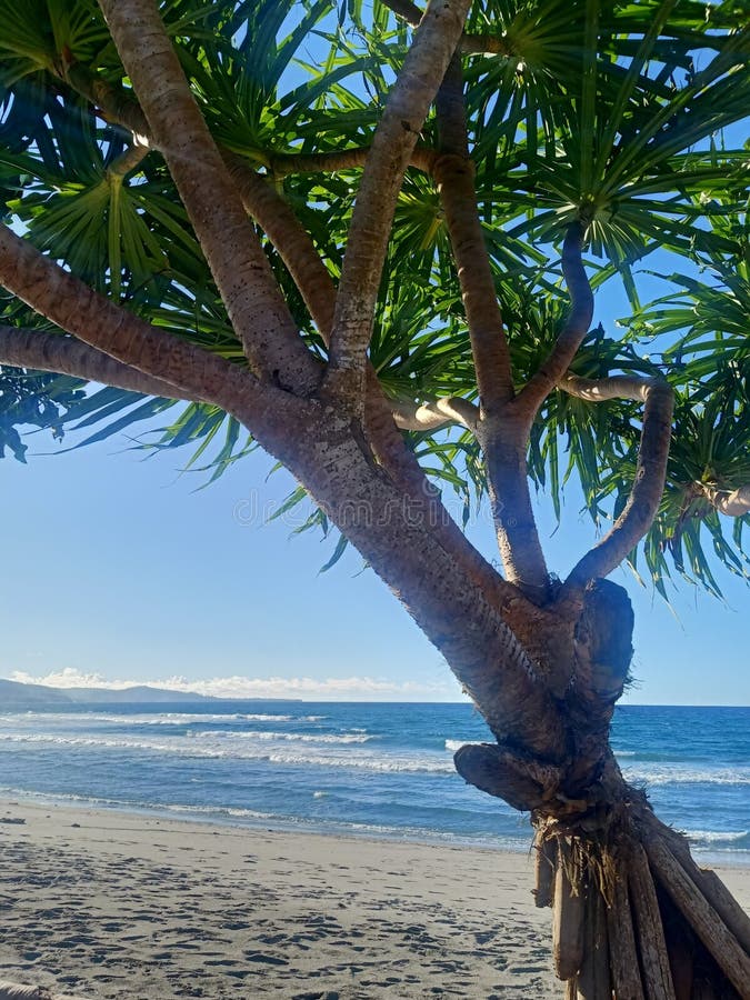 Sand beach stock image. Image of nature, tree, sand - 318435927