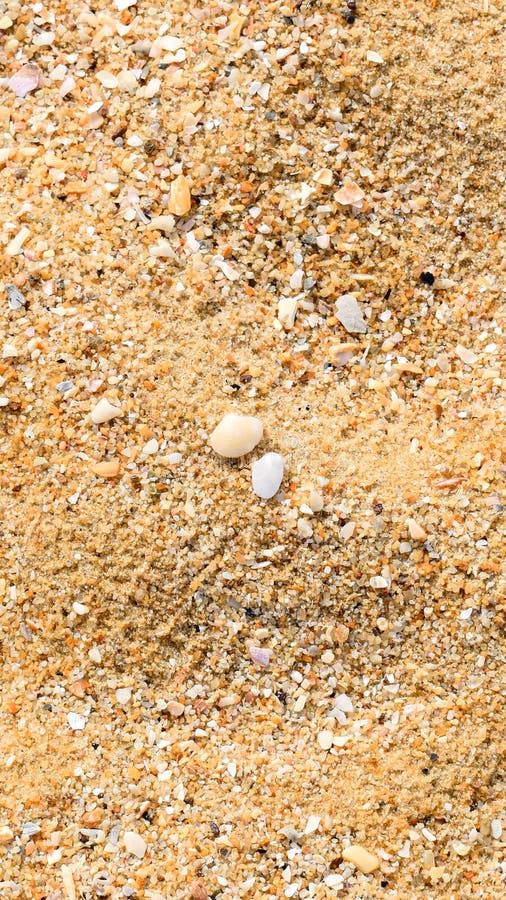 Sand Beach Floor with Corals and Sea Shells of Aquatic Animals and ...