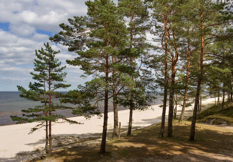Sand beach. stock photo. Image of coastline, pine, light - 54928078