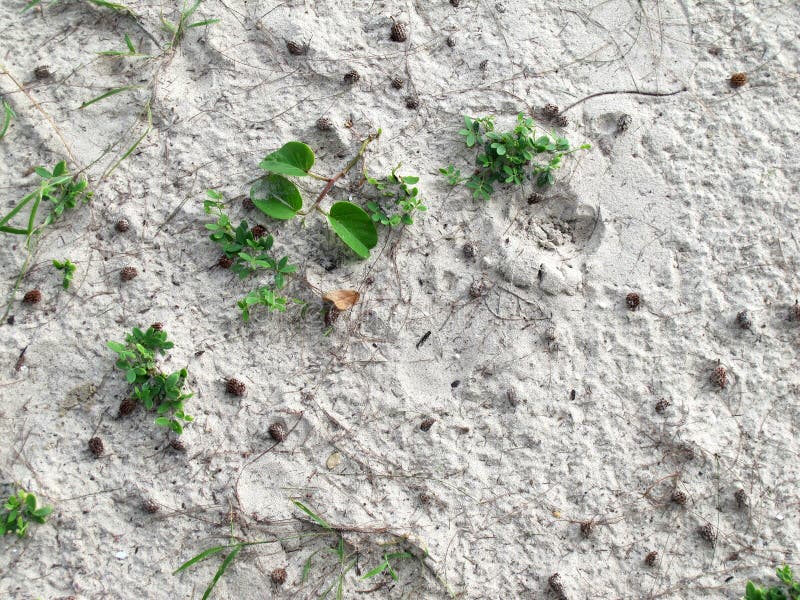 Sand with Beach Plants Texture Stock Photo - Image of combination ...
