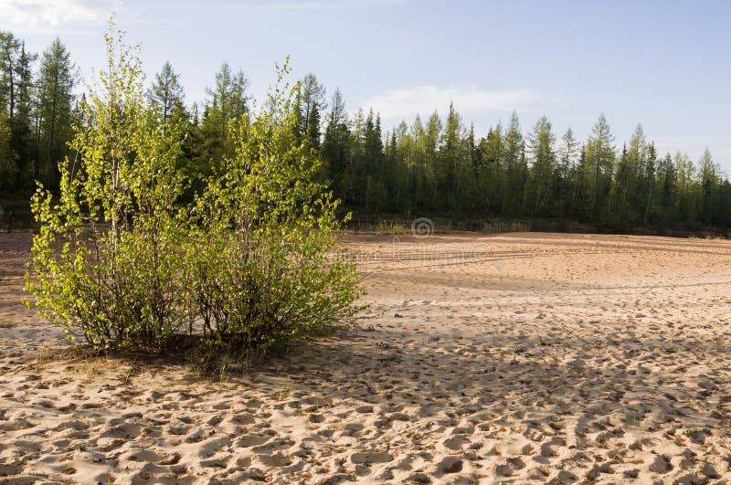 Sand Beach of the River with Green Shrubs and Trees Stock Image - Image ...