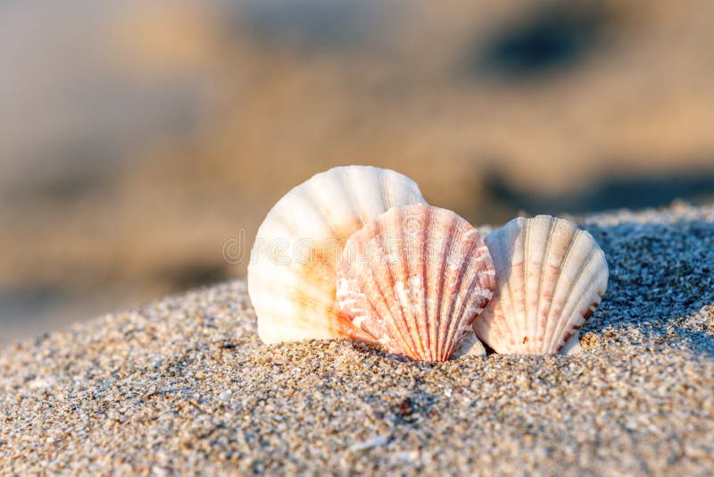 Sand beach sea shell stock image. Image of nature, conch - 73314169