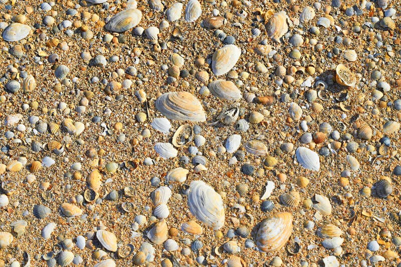 Sand Beach. Sea Shore. Sunny Day Stock Photo - Image of scene, calm ...