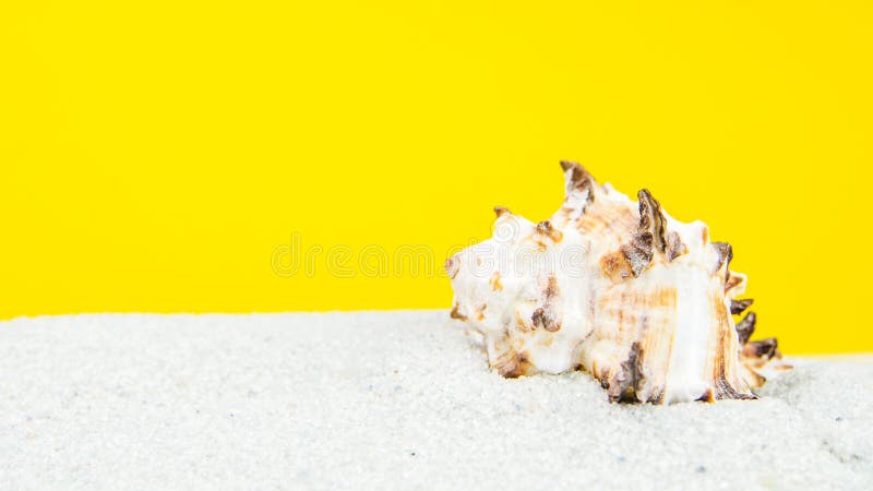 Sand beach with shells stock photo. Image of sand, tropical - 57351676