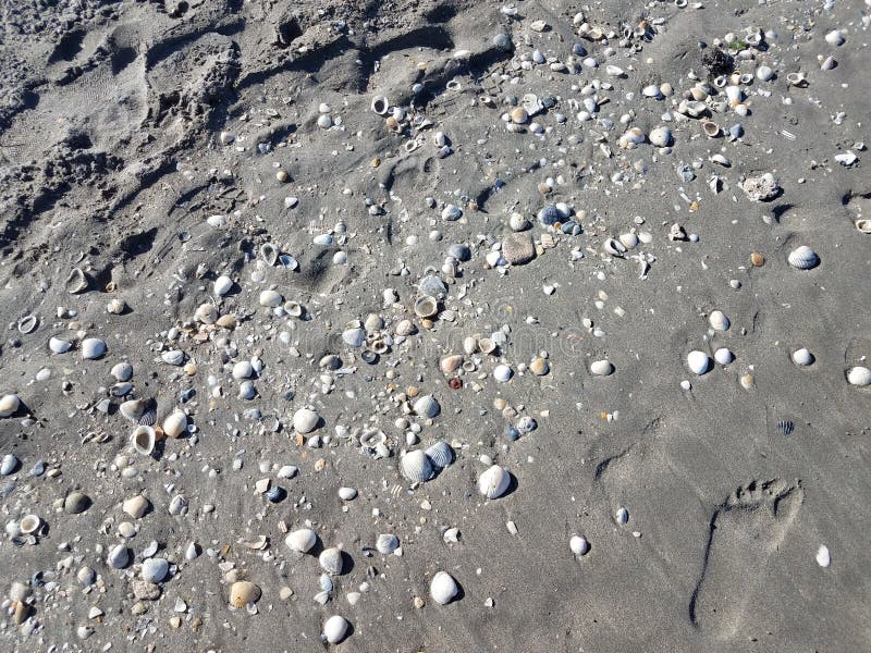 Wet Sand with Shells and Rocks at Beach or Coast Stock Image - Image of ...